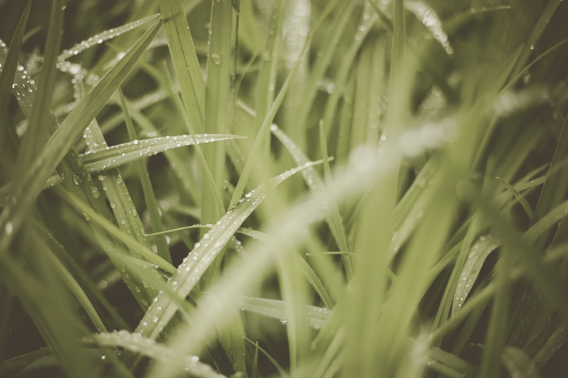 Réseau FREDON | FREDON Gironde